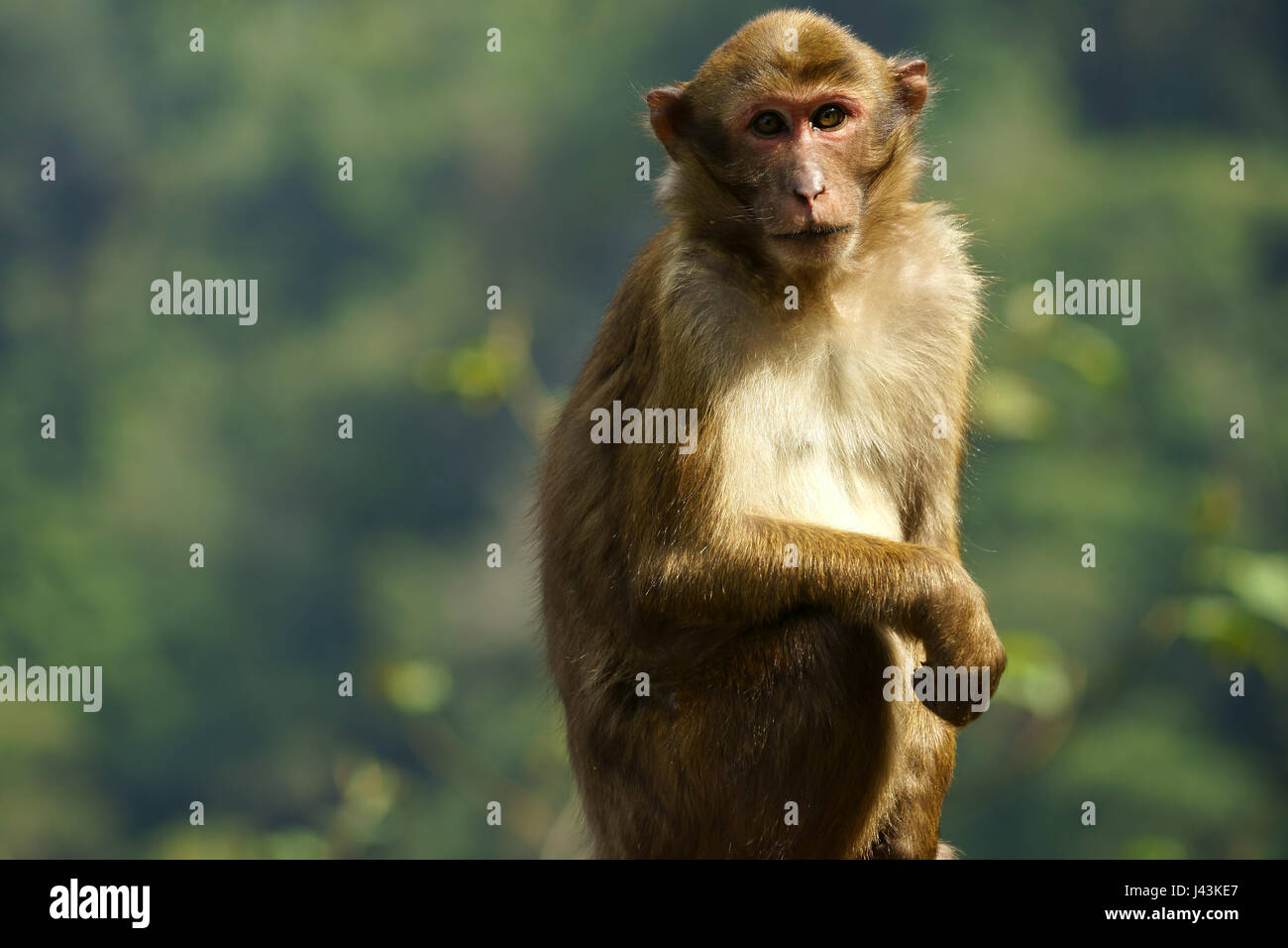 Assamese Macaque (macaca assamensis), Bhutan Stock Photo - Alamy