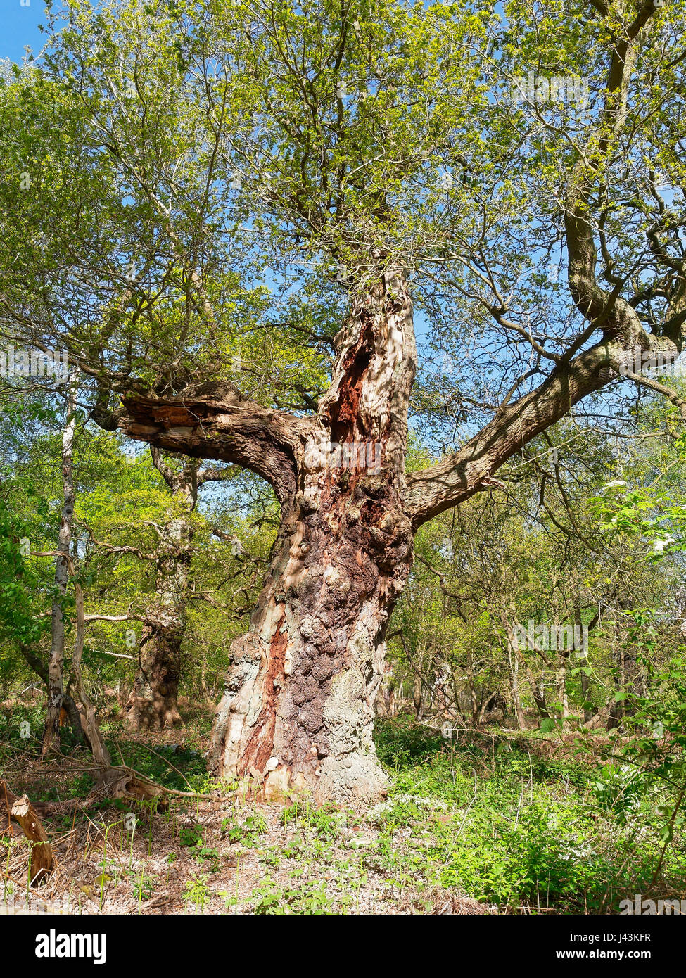 Tall, ancient oak tree, branches outstretched, bathed in sunlight Stock ...