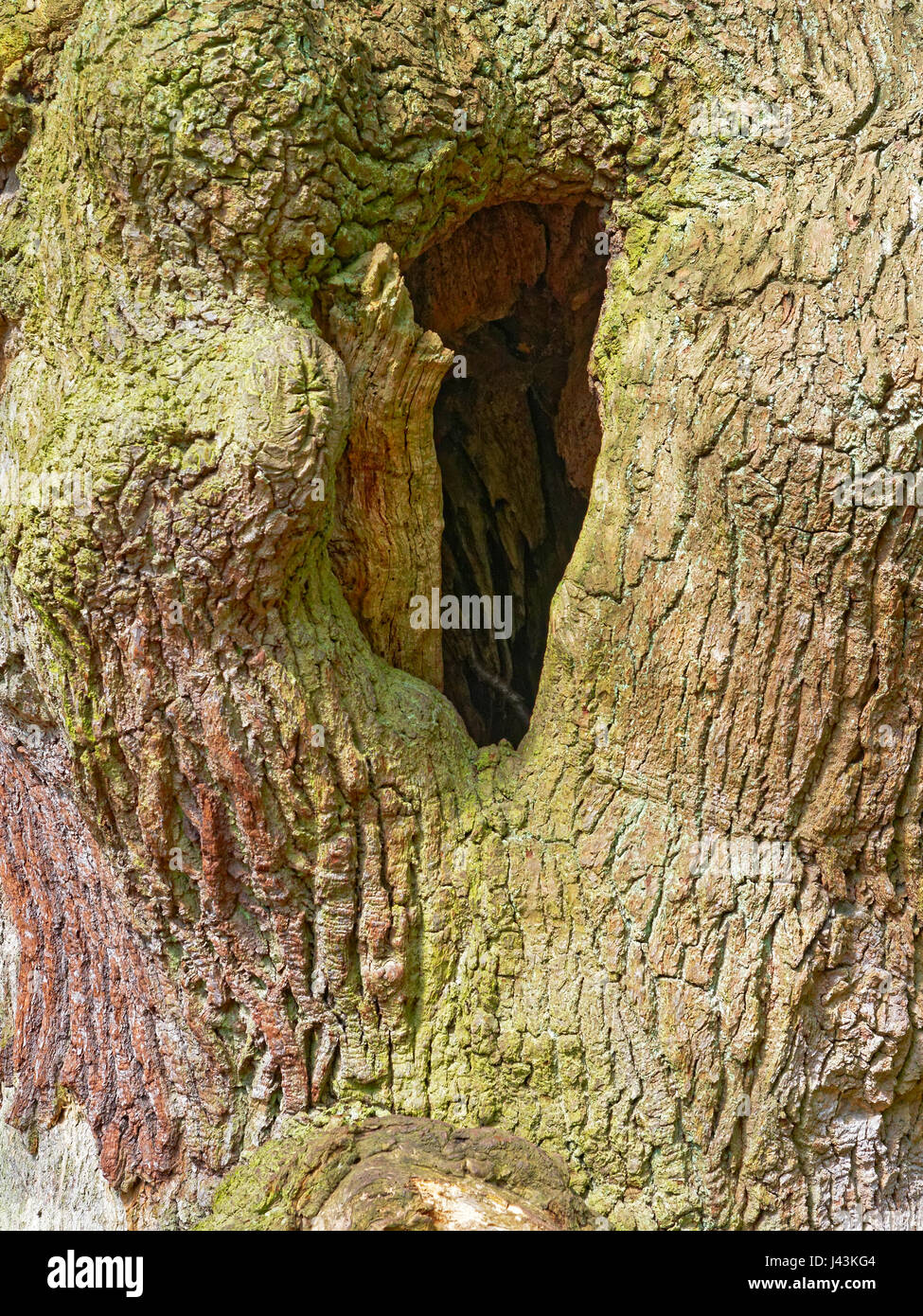 Oak Tree Trunk Hole High Resolution Stock Photography and Images - Alamy