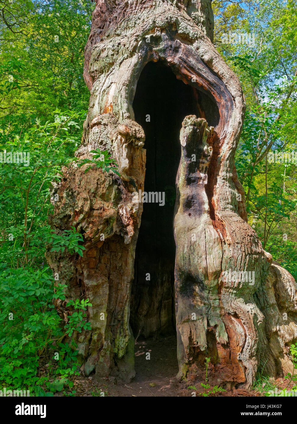 An opening in the hollow trunk of an old oak tree Stock Photo - Alamy