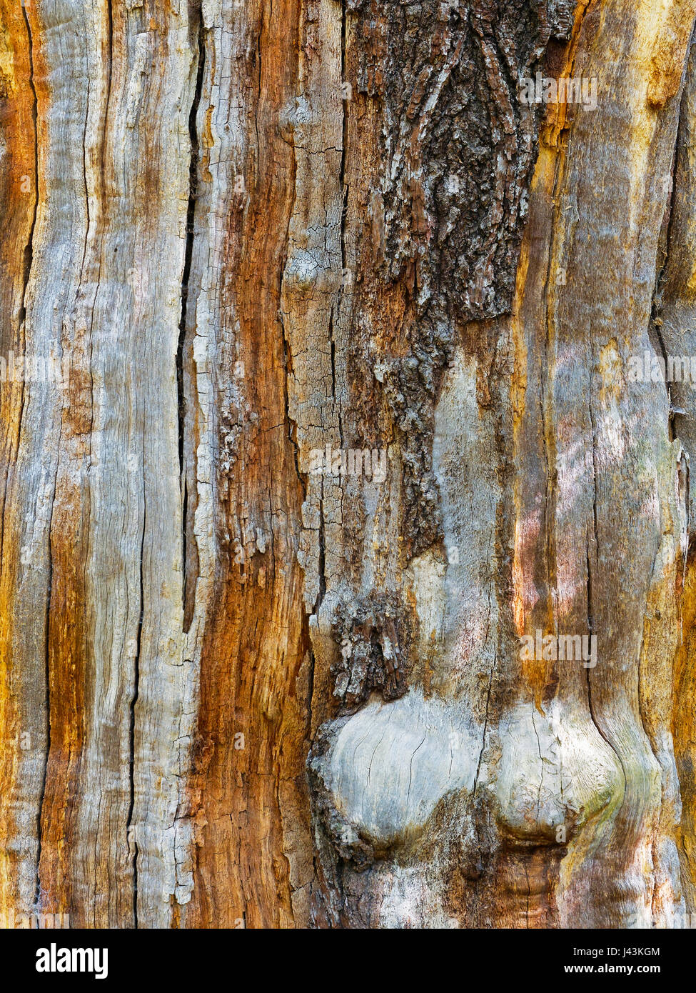 Oak Tree Trunk Hole High Resolution Stock Photography and Images - Alamy