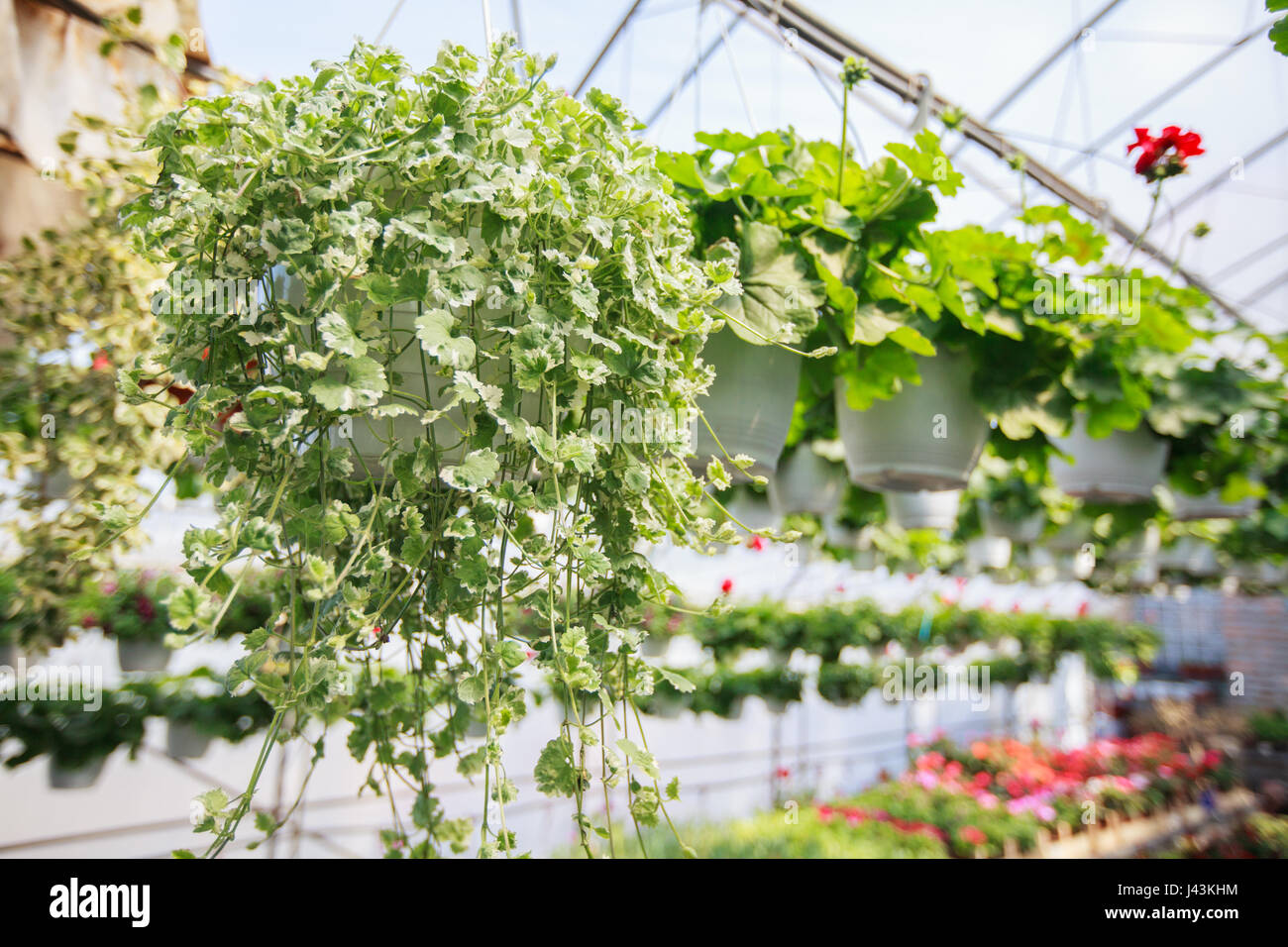 Spring Flowers at garden store on daylight. Decorative green plants ...