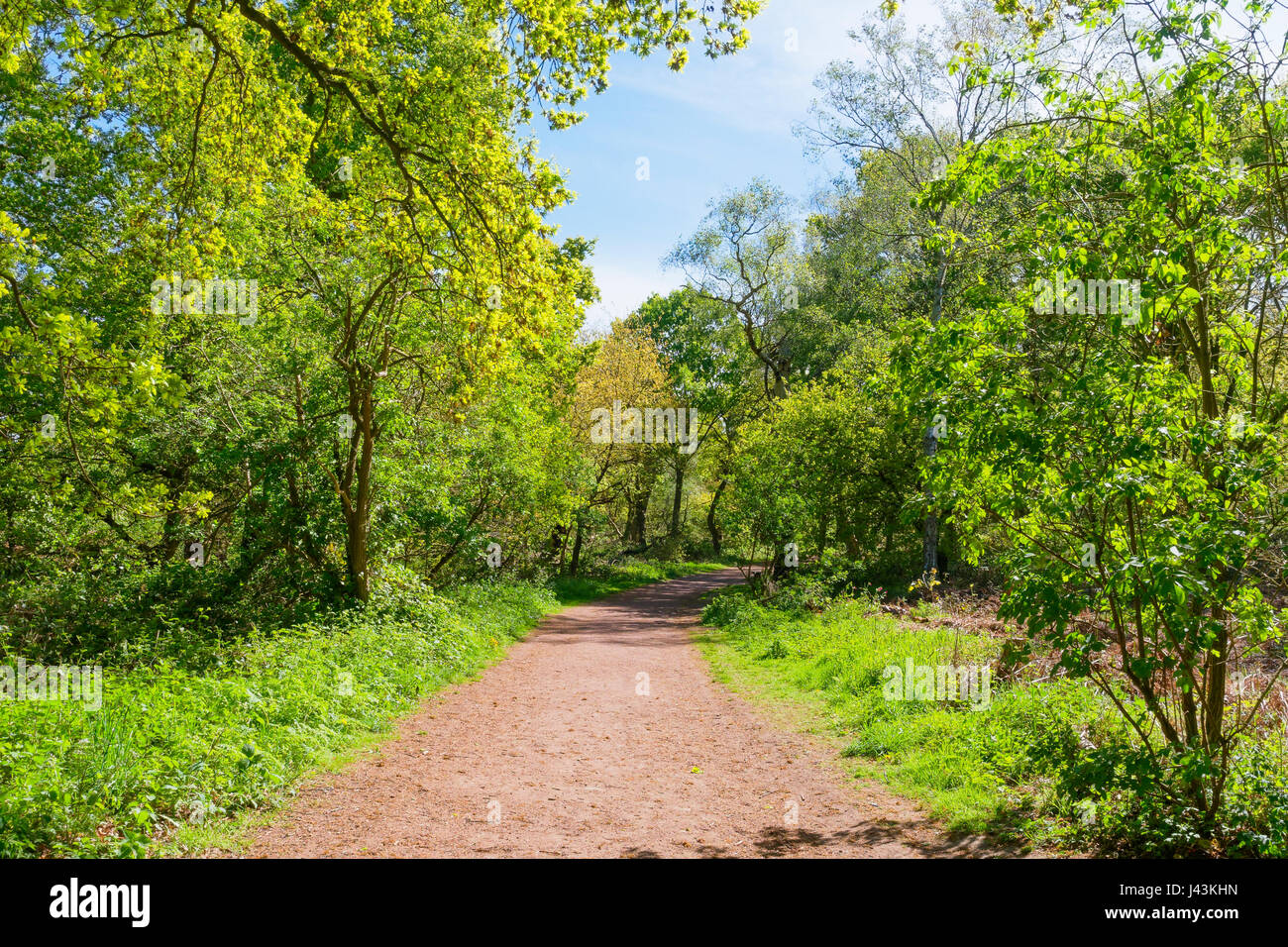 Sherwood forest hi-res stock photography and images - Alamy