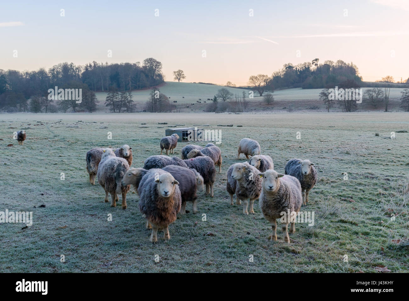 Breeds poster hi-res stock photography and images - Alamy