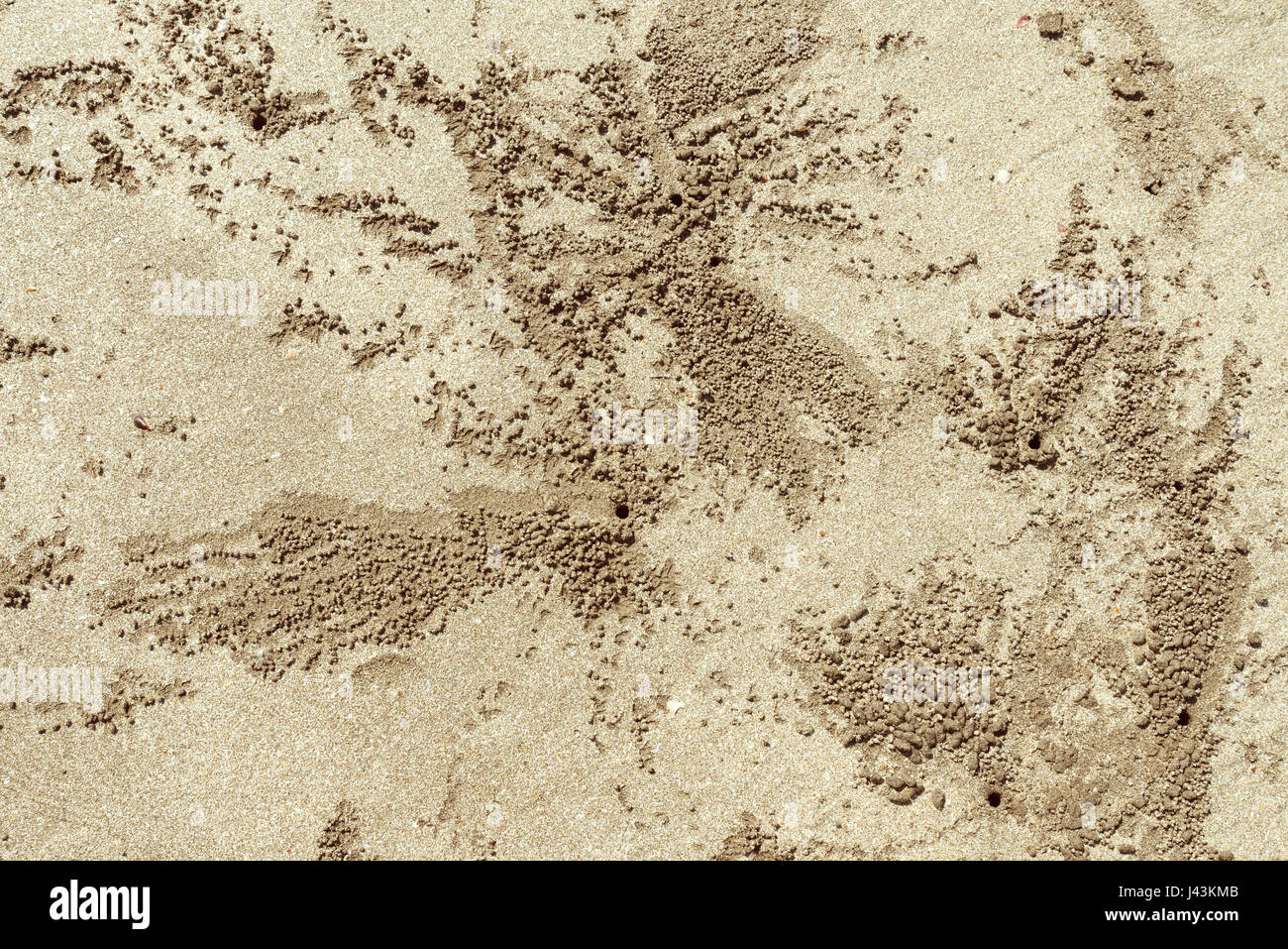 Textured wet sand backgroud with crabs burrows, photo taken at Indian ...