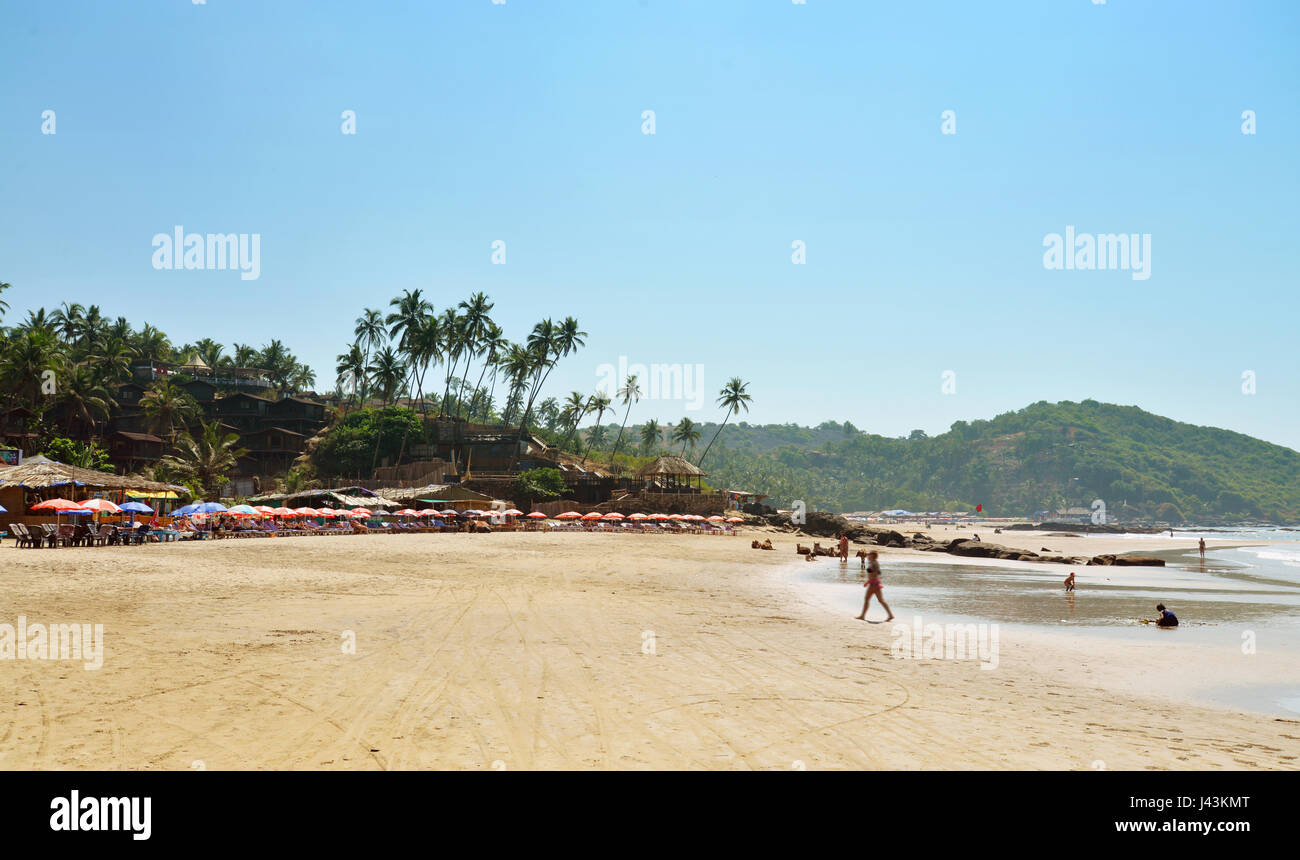 India coral tree hi-res stock photography and images - Alamy