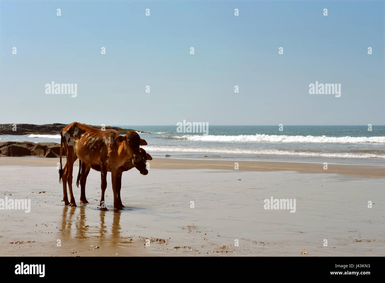 Cows on the beach of the sea in Vagator, Goa, India Stock Photo - Alamy