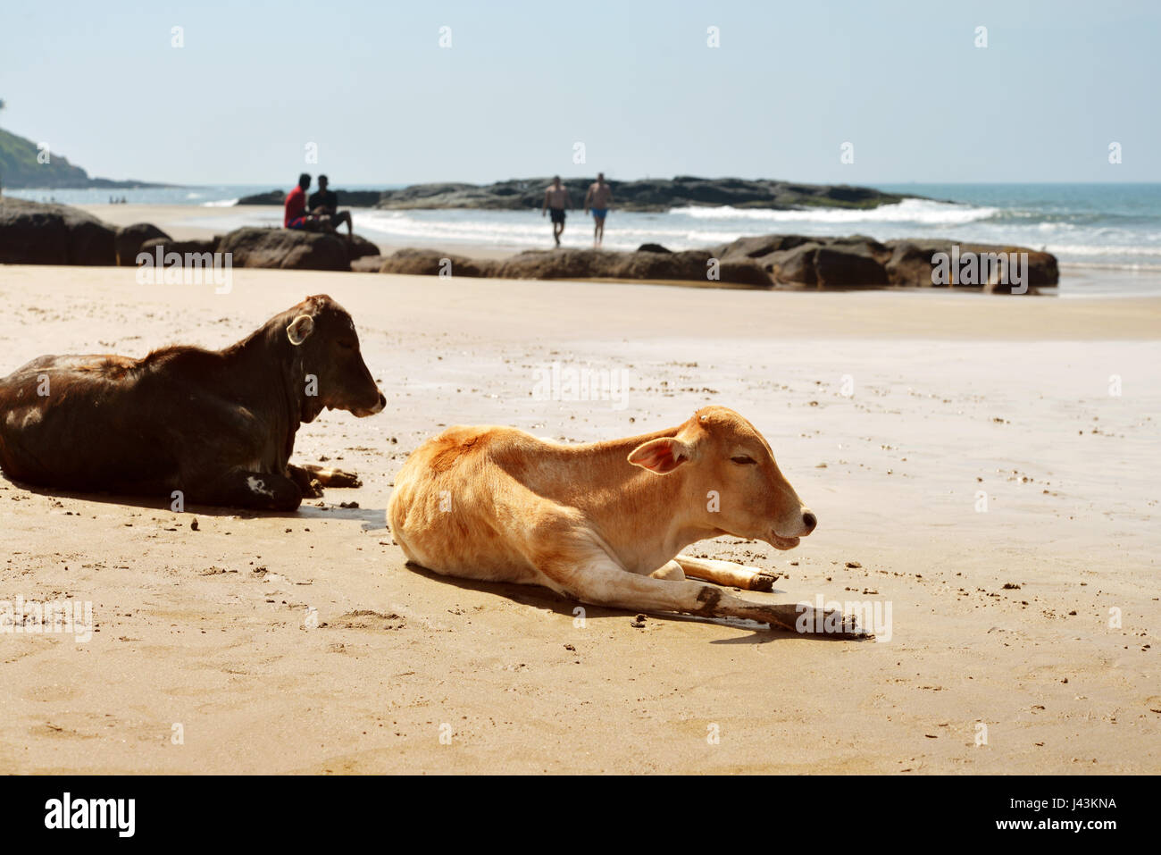 Sacred cows beach hi-res stock photography and images - Alamy