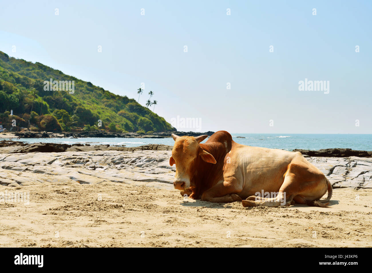 Holy cow goa india hi-res stock photography and images - Alamy