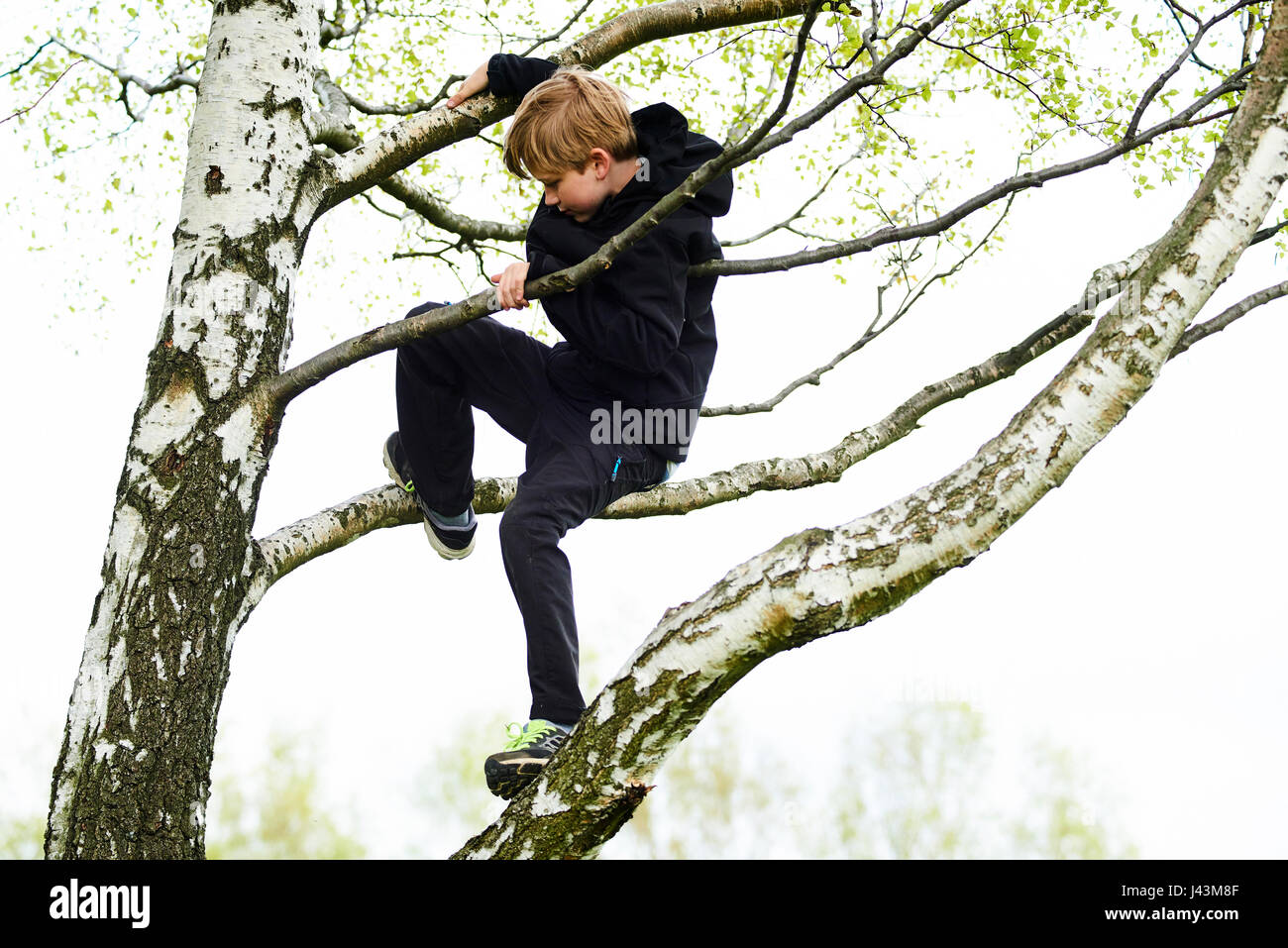 Young child blond boy climbing tree Stock Photo - Alamy