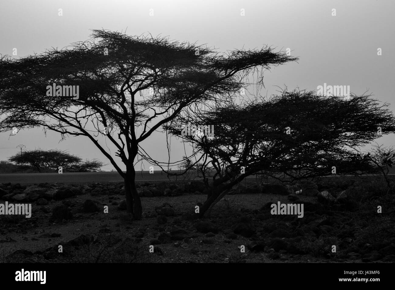 Acacias Tree in Arta Region in Djibouti Stock Photo - Alamy