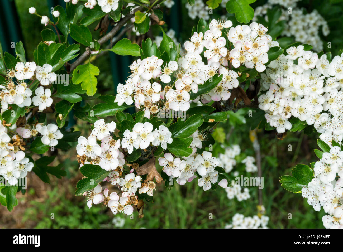 Hawthorn bushes hi-res stock photography and images - Alamy