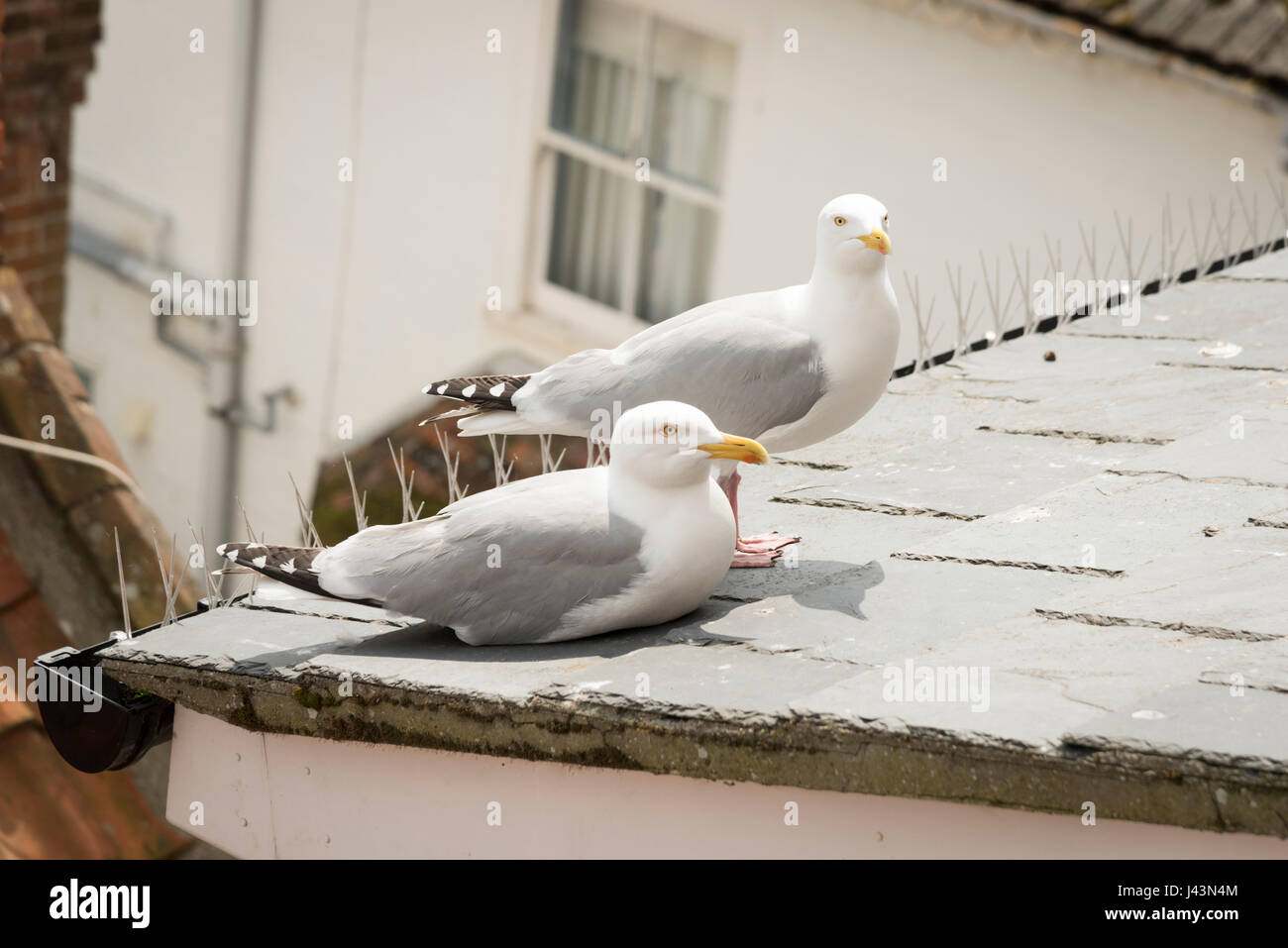 Two seagulls sitting on a house roof Stock Photo - Alamy