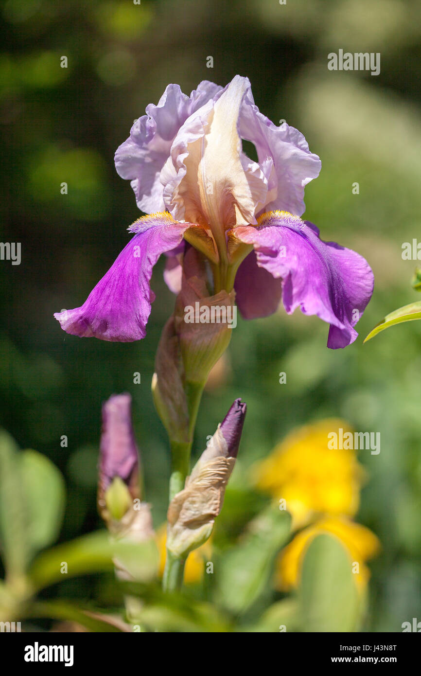 Blossom purple Iris Germanica in a beautiful garden in Brittany France ...