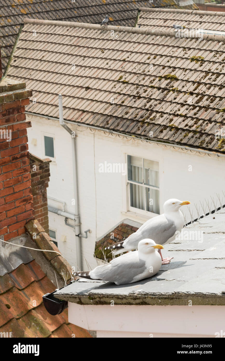 Two seagulls sitting on a house roof Stock Photo - Alamy