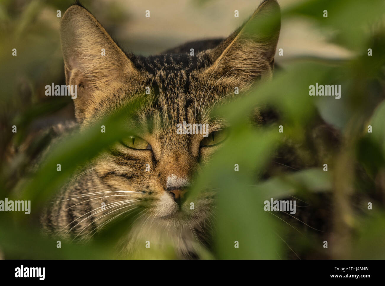 Look sharp hi-res stock photography and images - Alamy