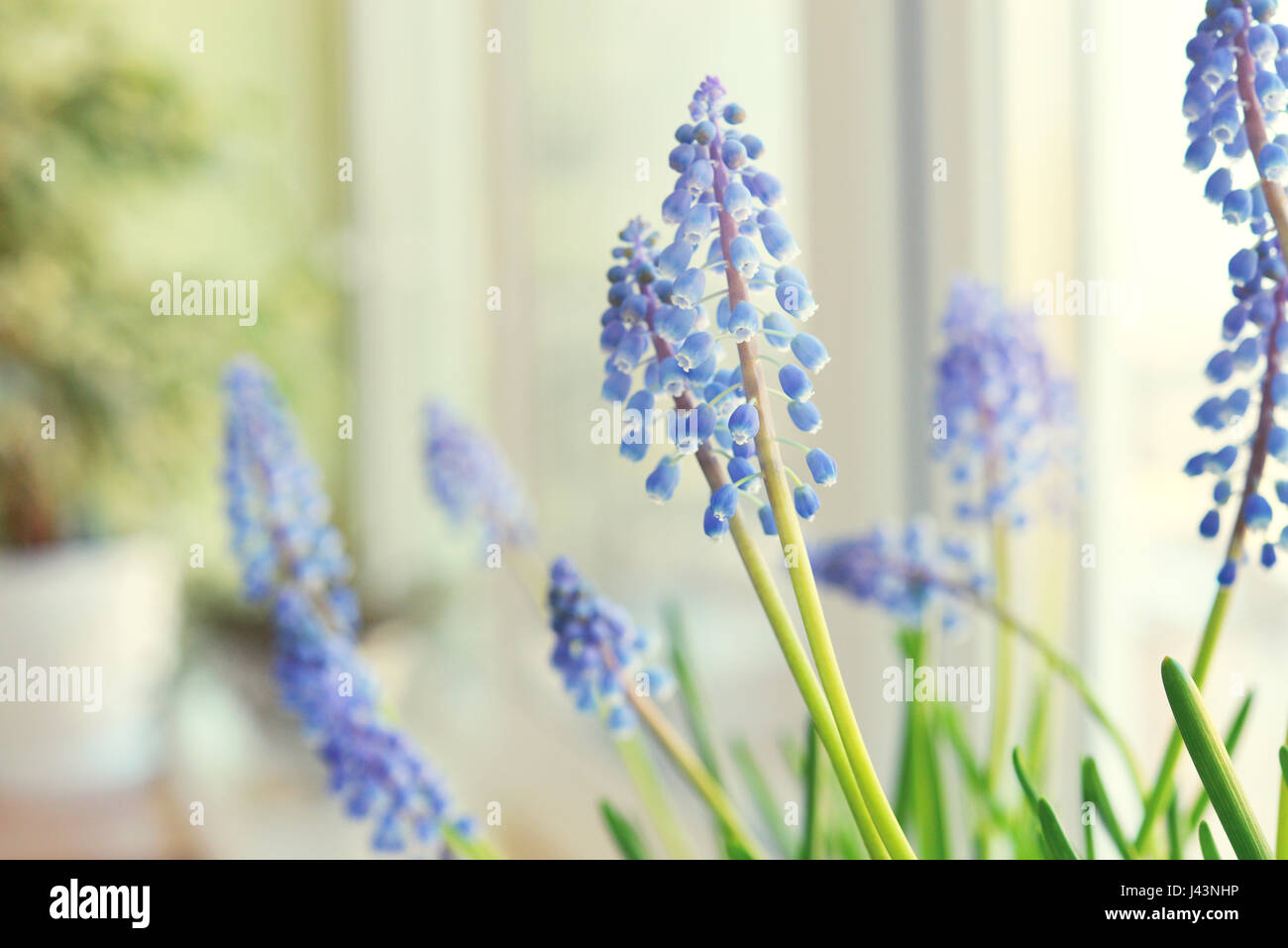 Spring flowers muscari hi-res stock photography and images - Alamy