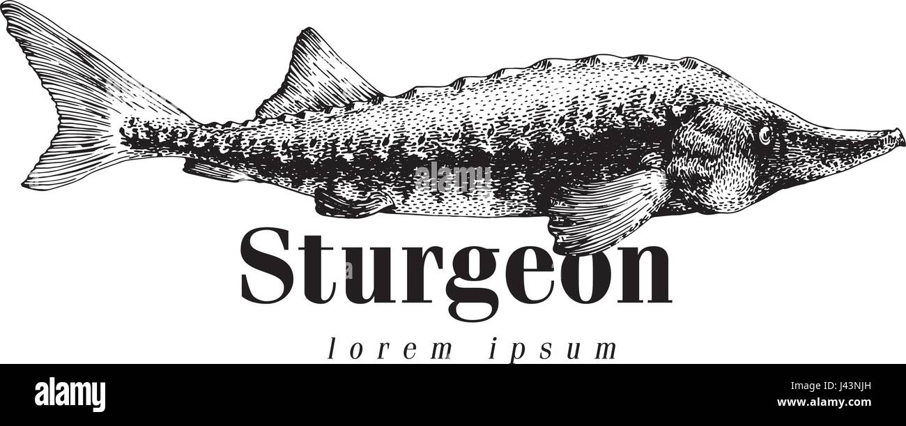 Sturgeon fish logo for fishing clubs, restaurants, emblem, vector image ...