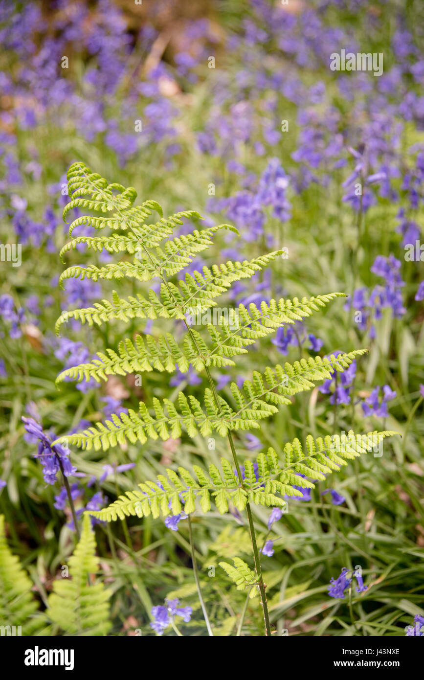 A green fern leaf amongst bluebell flowers on a woodland floor Stock ...