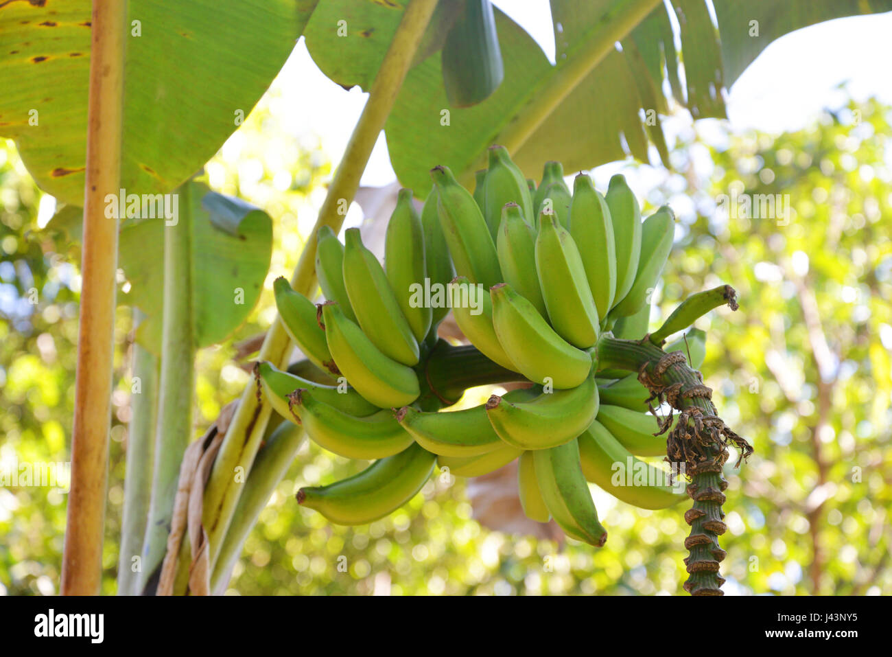 Banana tree with a bunch of green bananas Stock Photo - Alamy