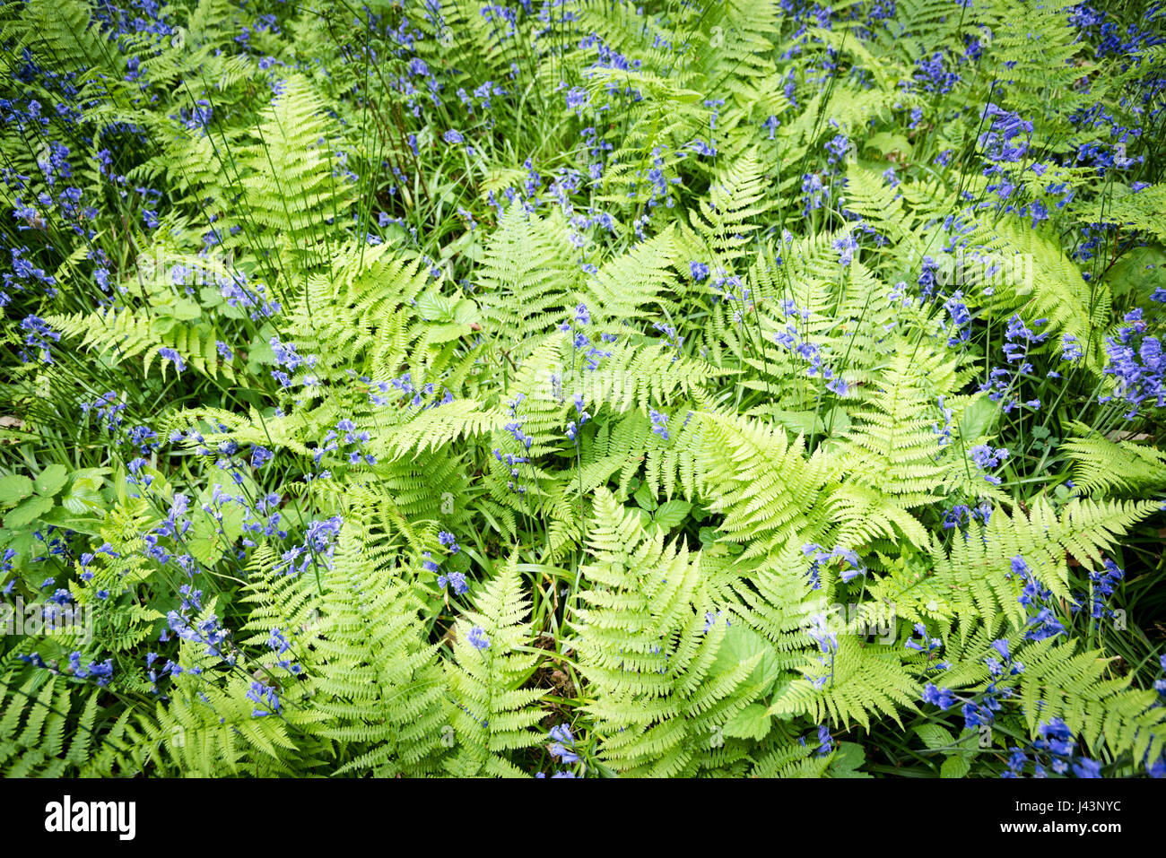 A green fern leaves amongst bluebell flowers on a woodland floor Stock ...