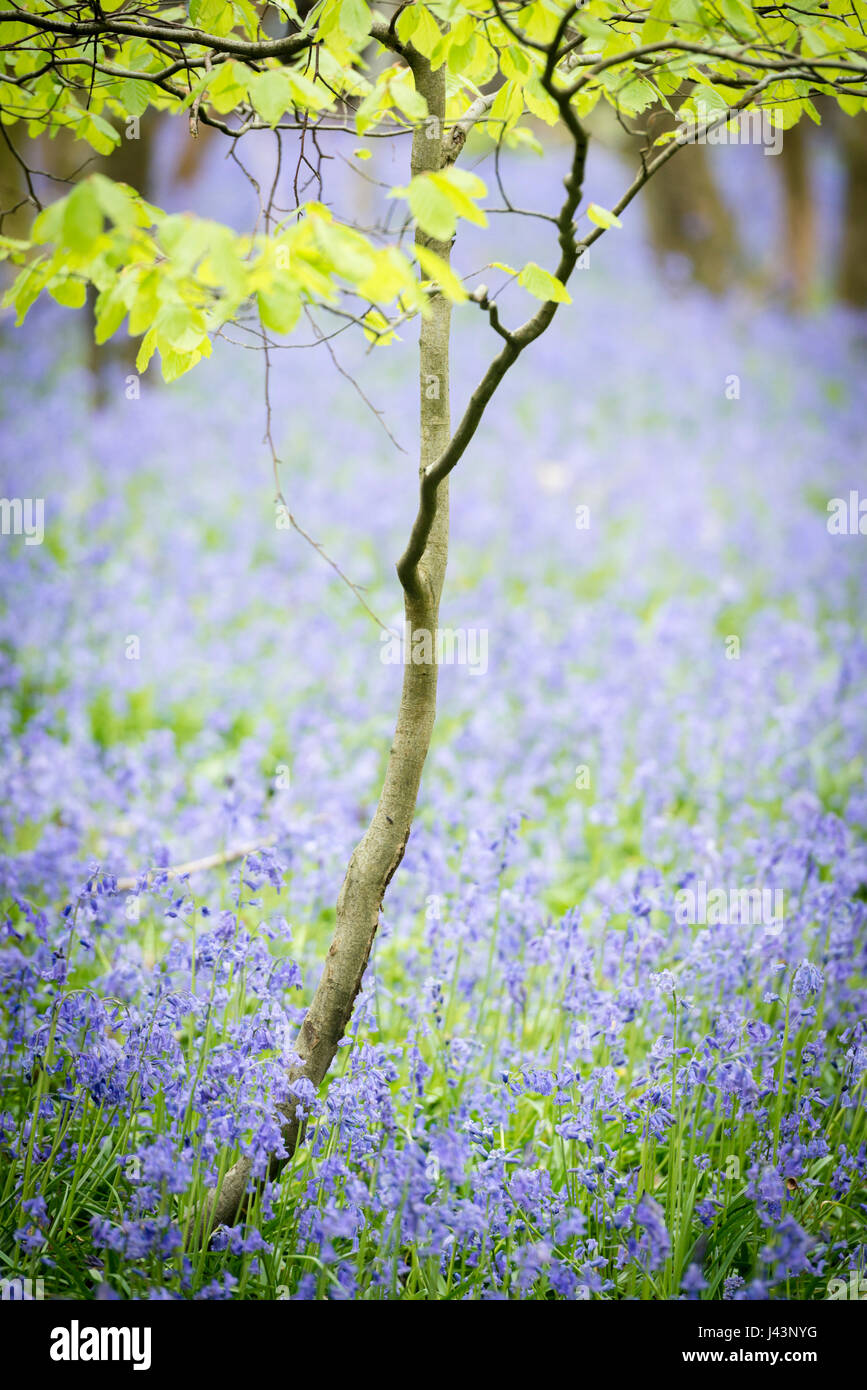 A tree with new spring green leaves in a wood full of bluebells in the ...