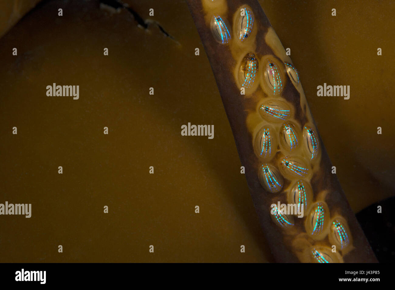 Blue rayed limpet hi-res stock photography and images - Alamy
