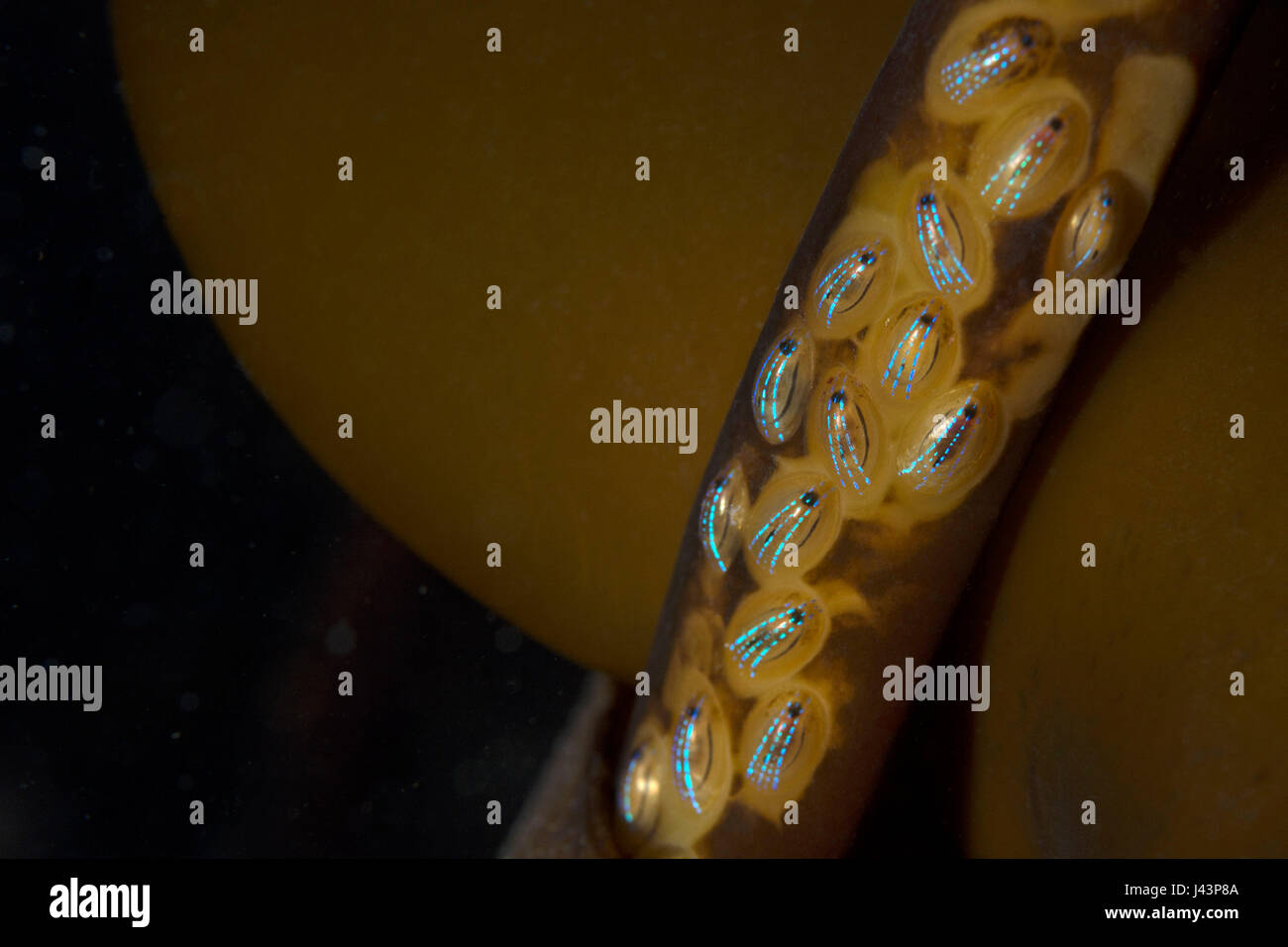 Blue Rayed Limpet Stock Photo - Alamy