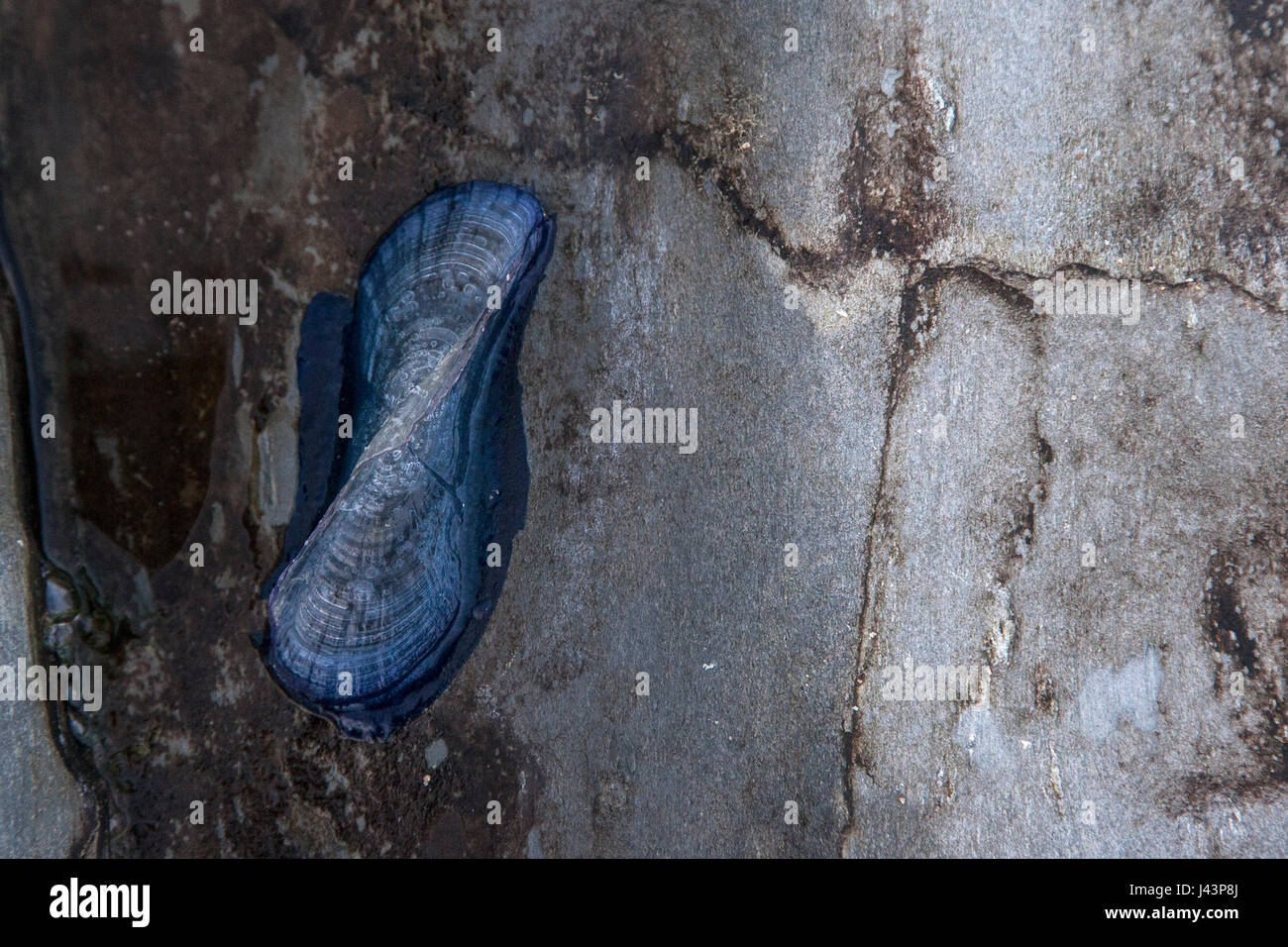 Velella hi-res stock photography and images - Alamy