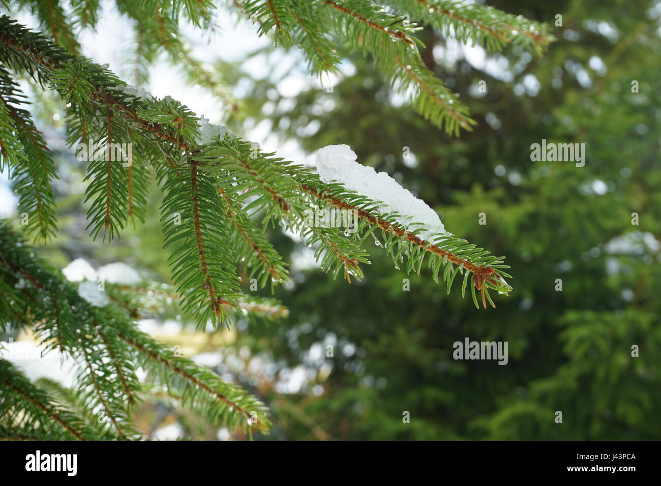 Arctic fir hi-res stock photography and images - Alamy