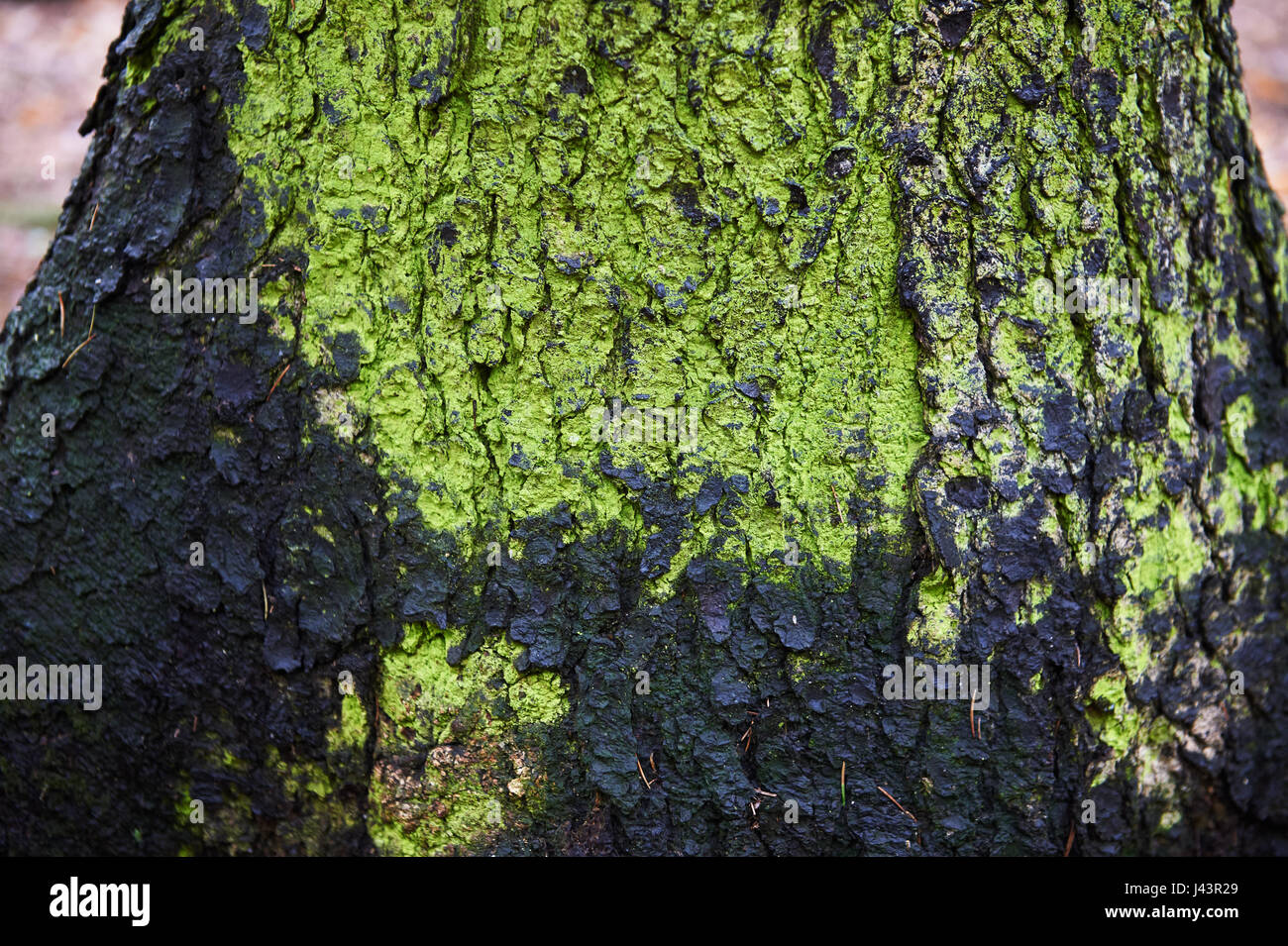 Wet tree bark after rain. Green.Close Stock Photo - Alamy