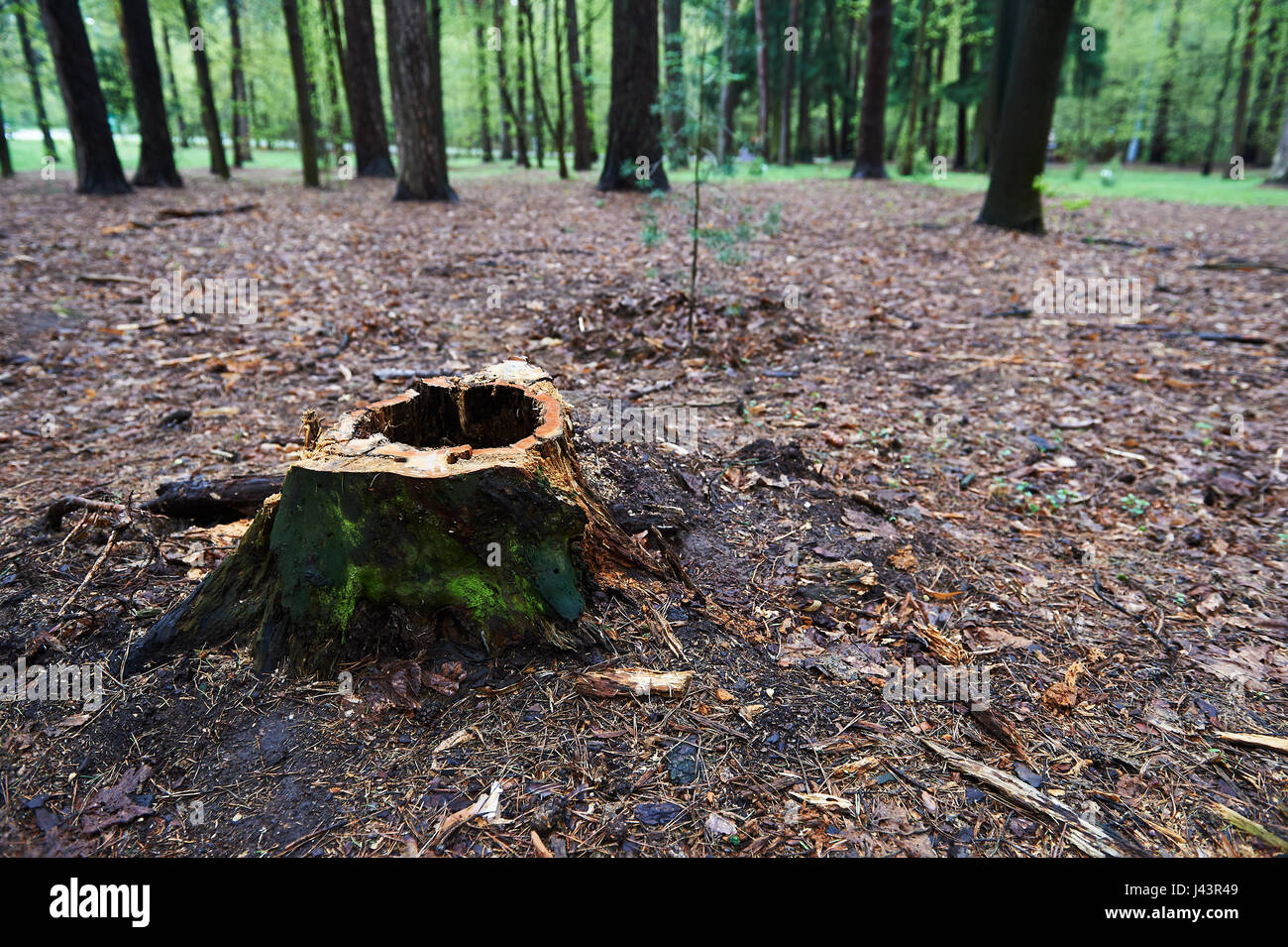 Stump with a hole ,rotten, standing in a Park or in a forest with pine ...