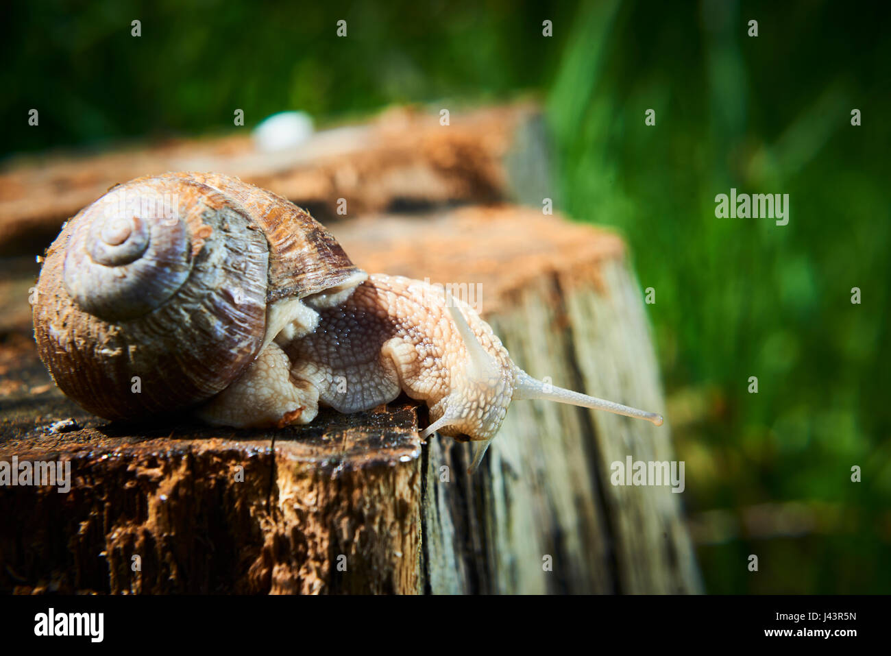 A common garden snail climbing on a stump. Snail balancing on the edge ...