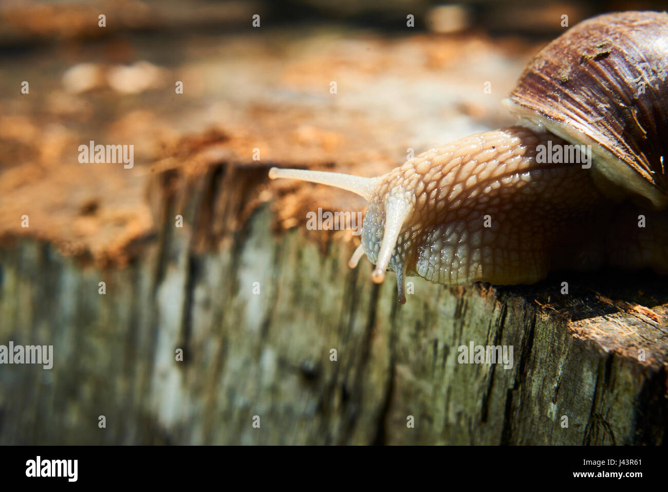A common garden snail climbing on a stump. Snail balancing on the edge ...