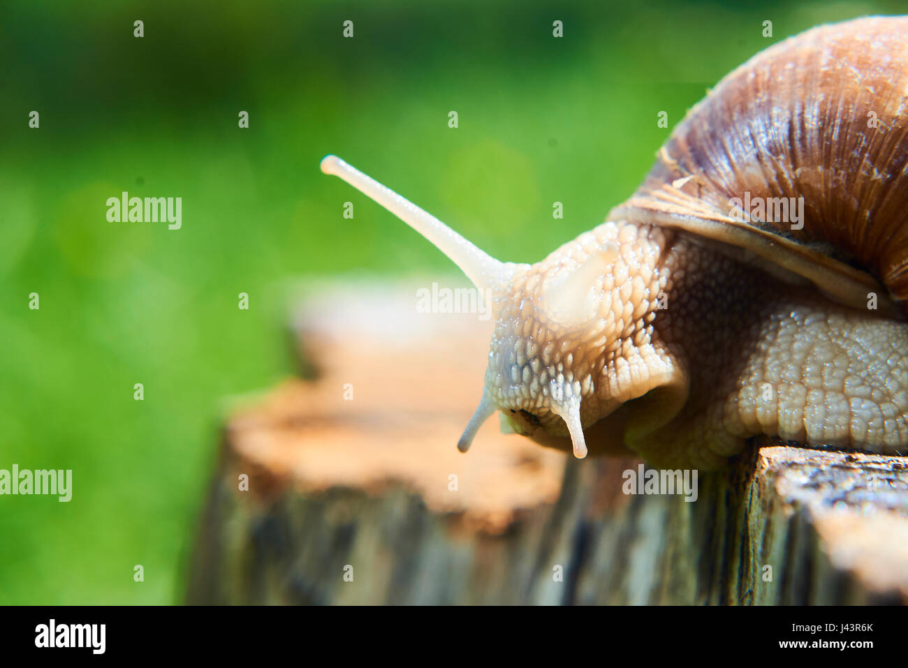A common garden snail climbing on a stump. Snail balancing on the edge ...
