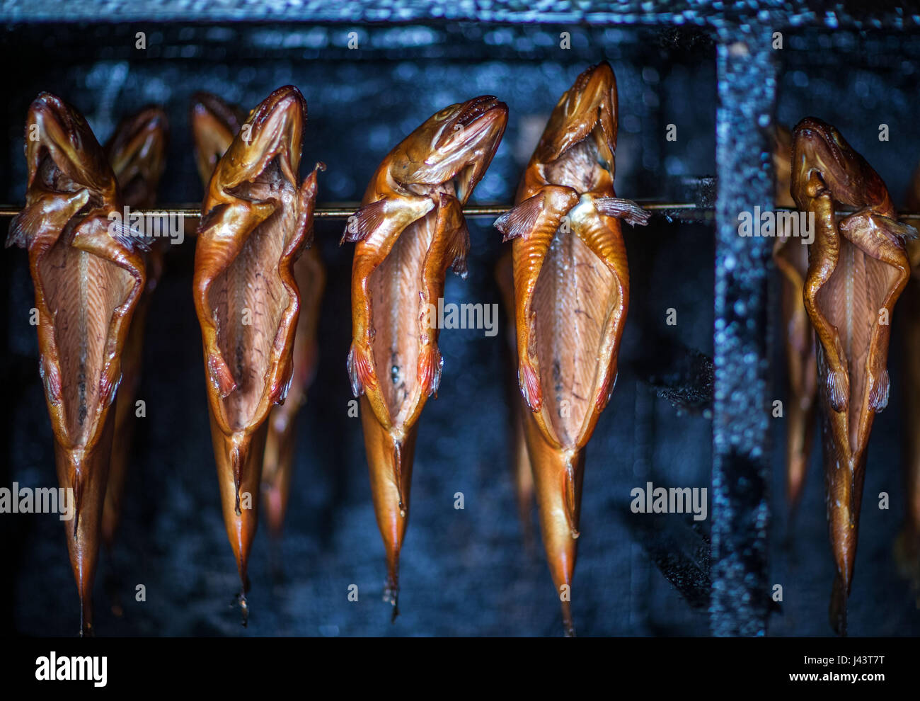 dpatop - Freshly smoked char fish can be seen hanging in an oven at the ...