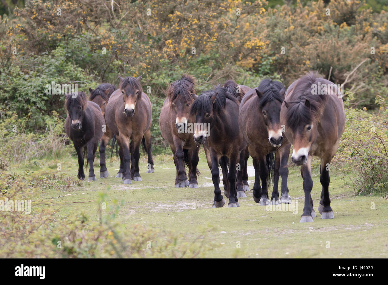 Tiptree, Essex, UK. 9th May, 2017. Exmoor ponies arrive at Tiptree ...