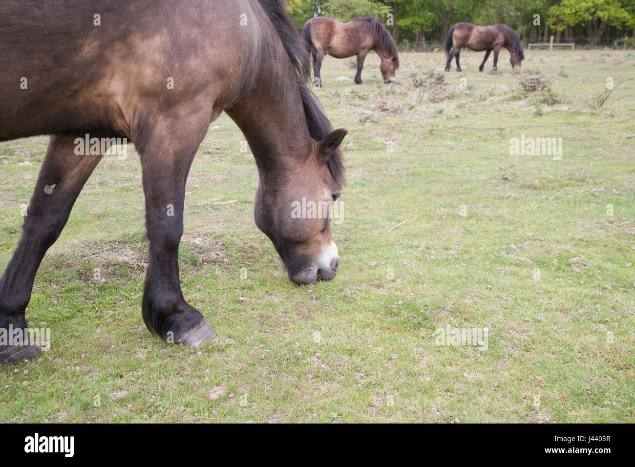 Tiptree, Essex, UK. 9th May, 2017. Exmoor ponies arrive at Tiptree ...