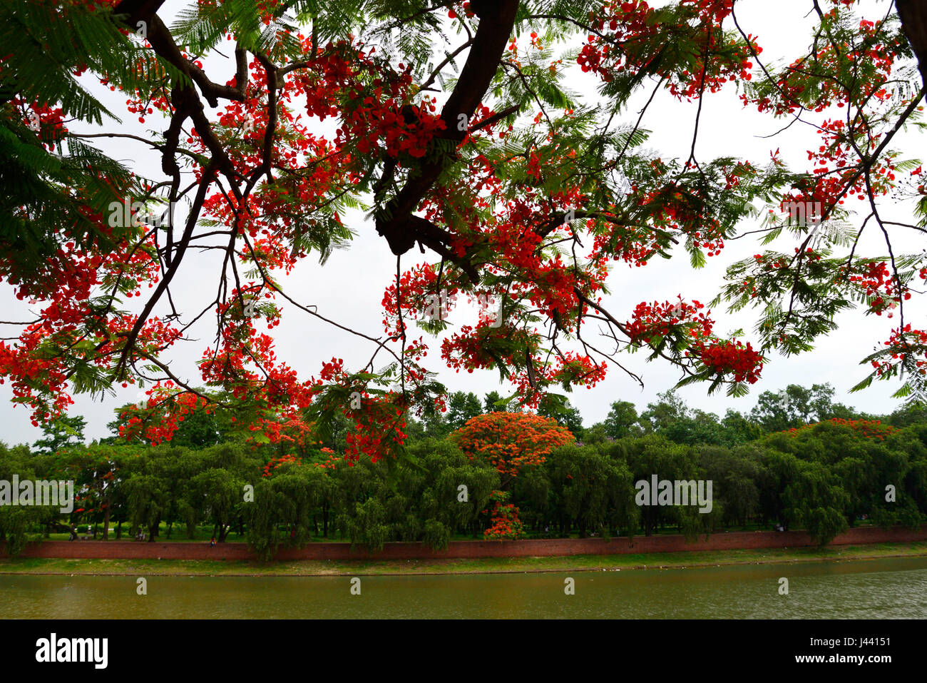 Krishnachura flower hi-res stock photography and images - Alamy
