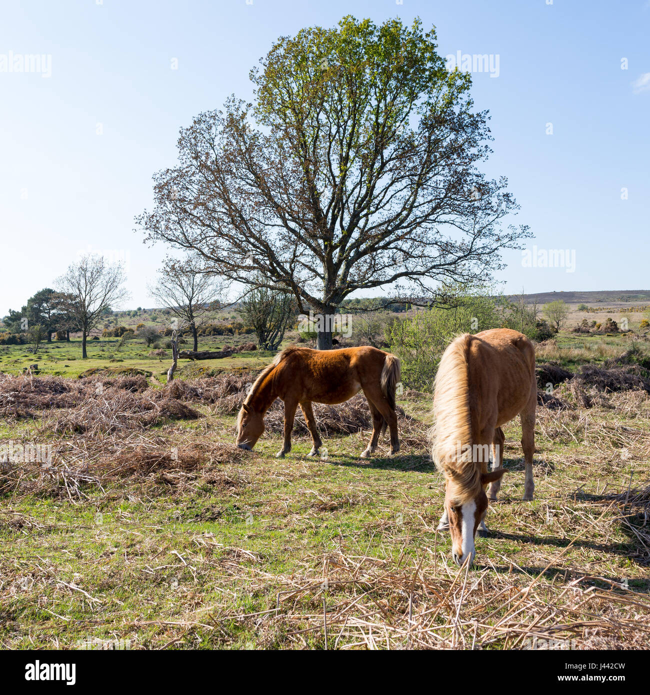 Two New Forest ponies grazing in spring time, Hampshire, England, UK ...