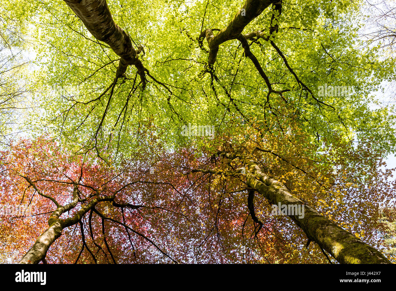 Looking up from a lying down position of the sun shining through tree ...