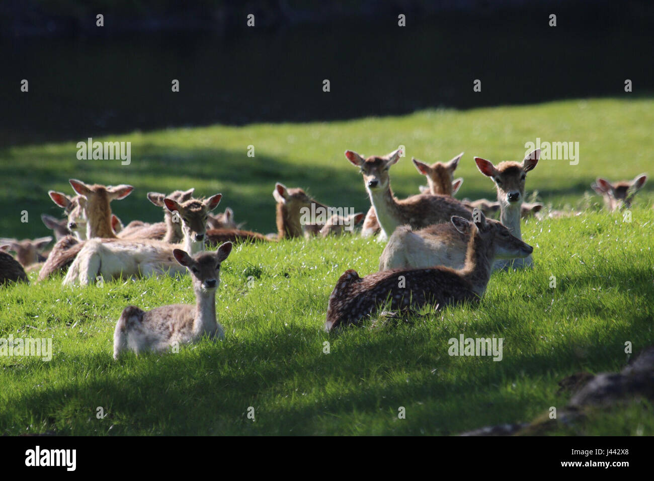 Dallam towers hi-res stock photography and images - Alamy