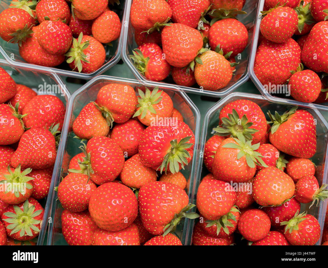 Niederkassel, Germany. 10th May, 2017. Picked strawberries are pictured ...