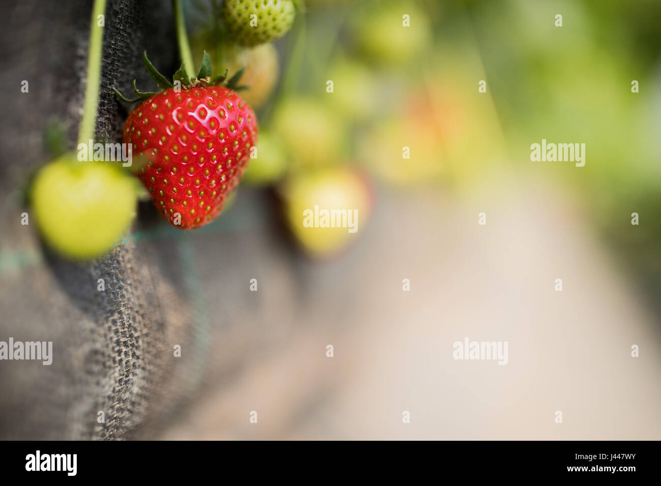 Niederkassel, Germany. 10th May, 2017. Strawberries are pictured at the ...