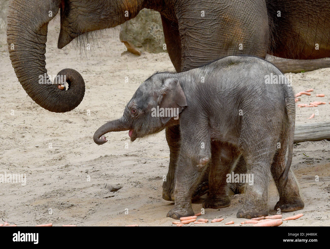 Hanover, Germany. 10th May, 2017. Elephant baby "Floh" plays with his ...