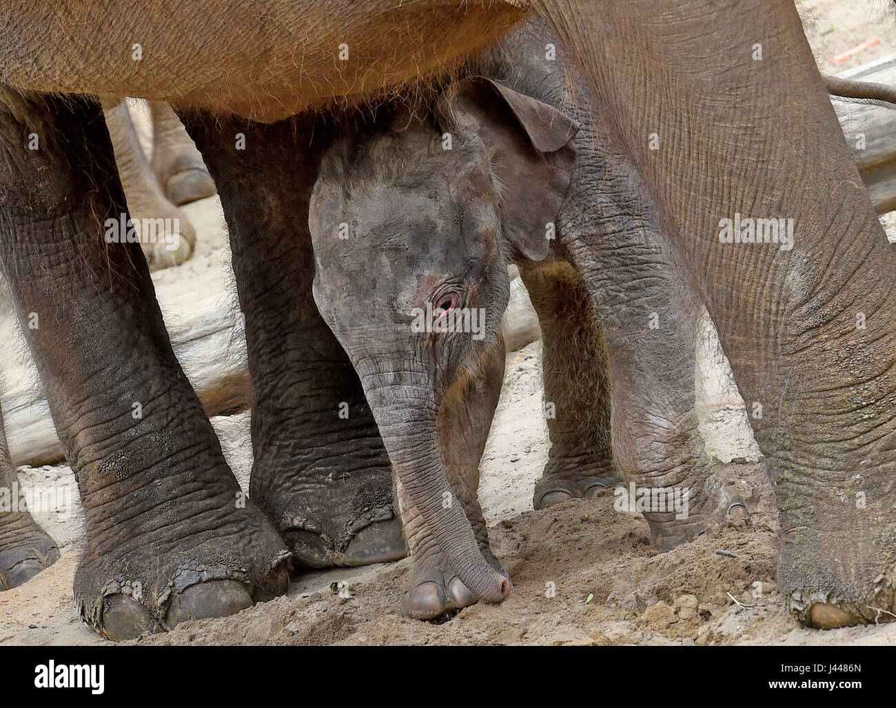 Hanover, Germany. 10th May, 2017. Elephant baby "Floh" plays with his ...
