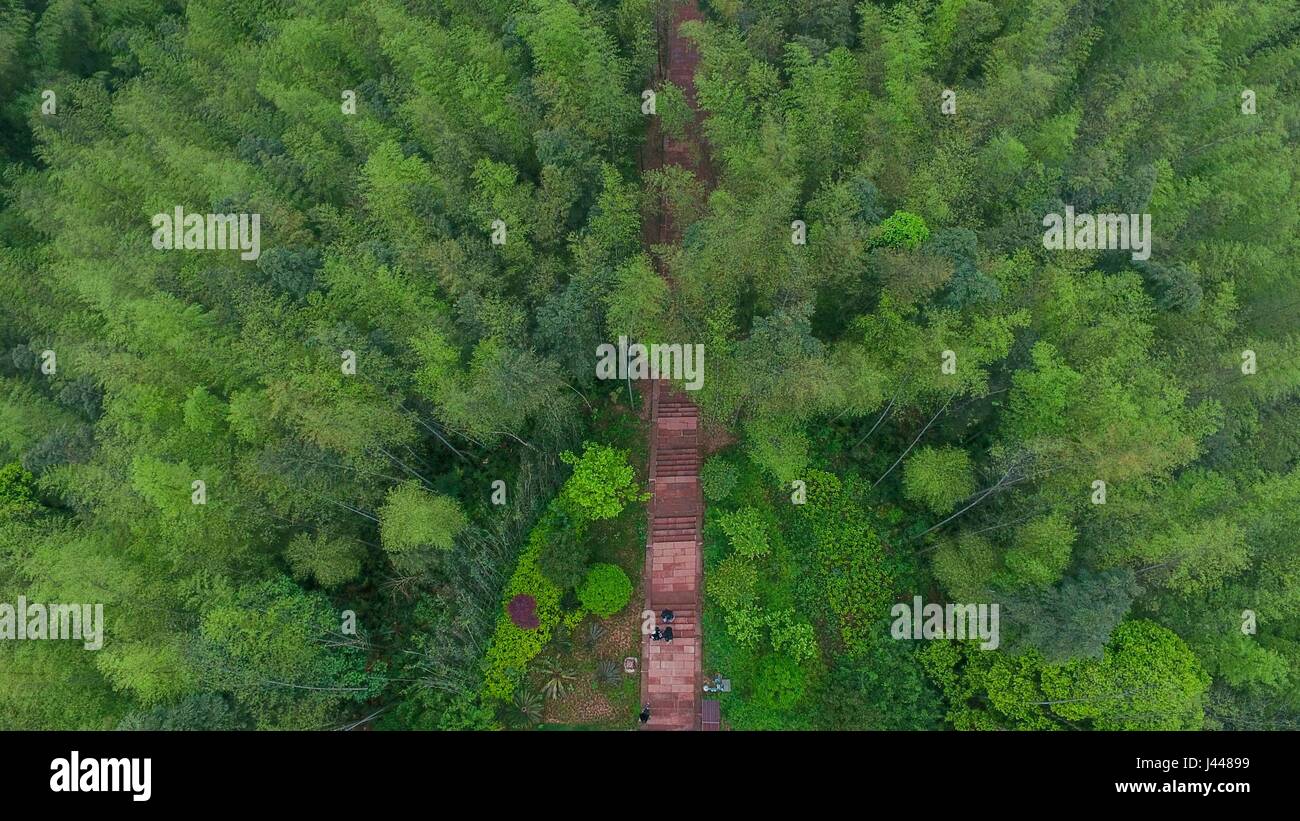 Bamboo forest aerial hi-res stock photography and images - Alamy