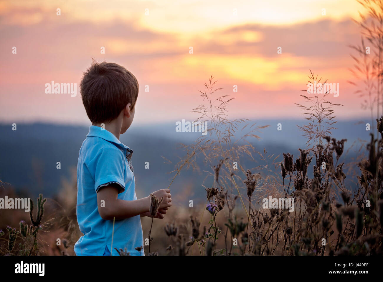 Beautiful child, boy, standing in a flower field on sunset, summertime ...