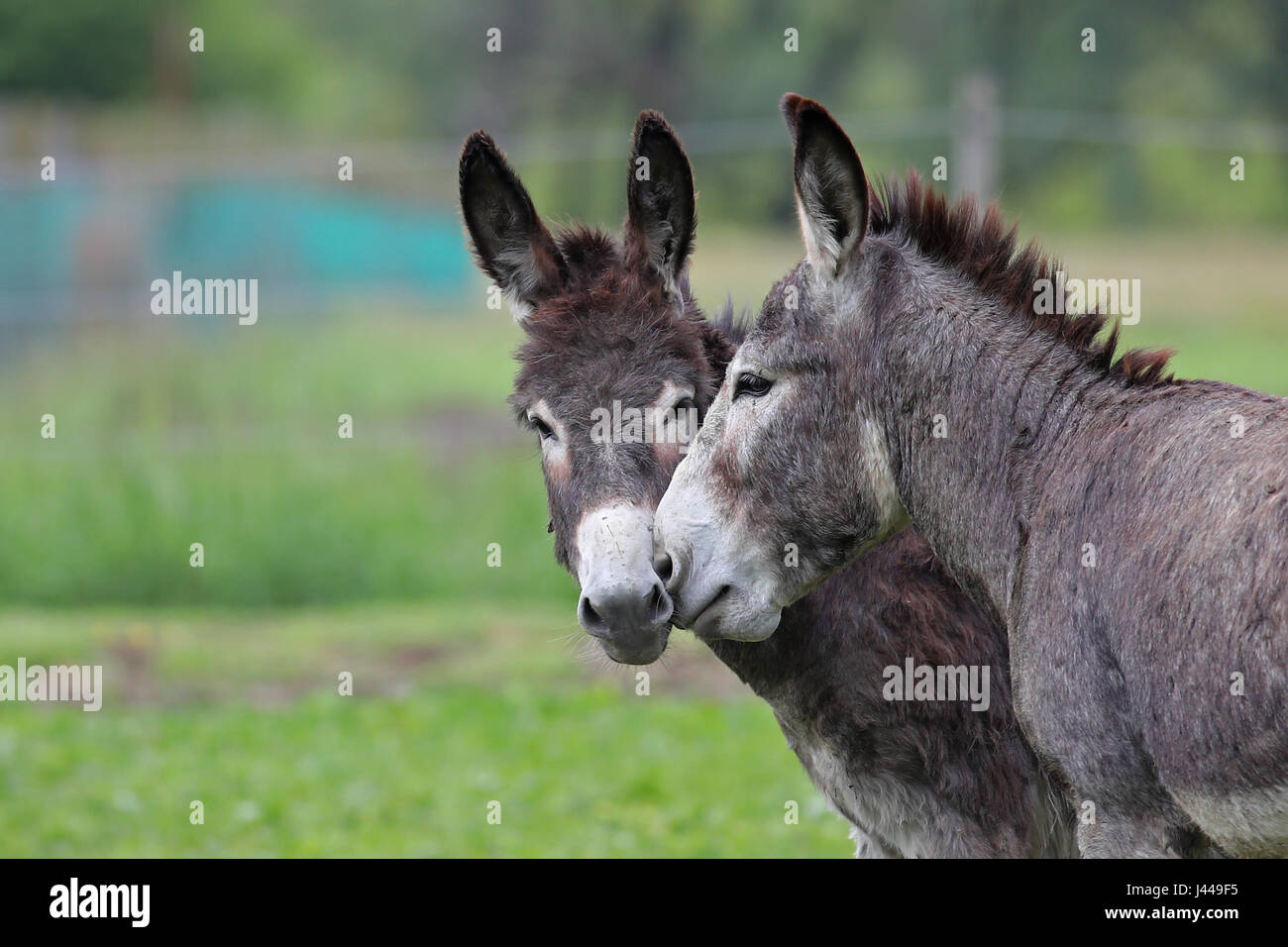 Cuddling donkey hi-res stock photography and images - Alamy