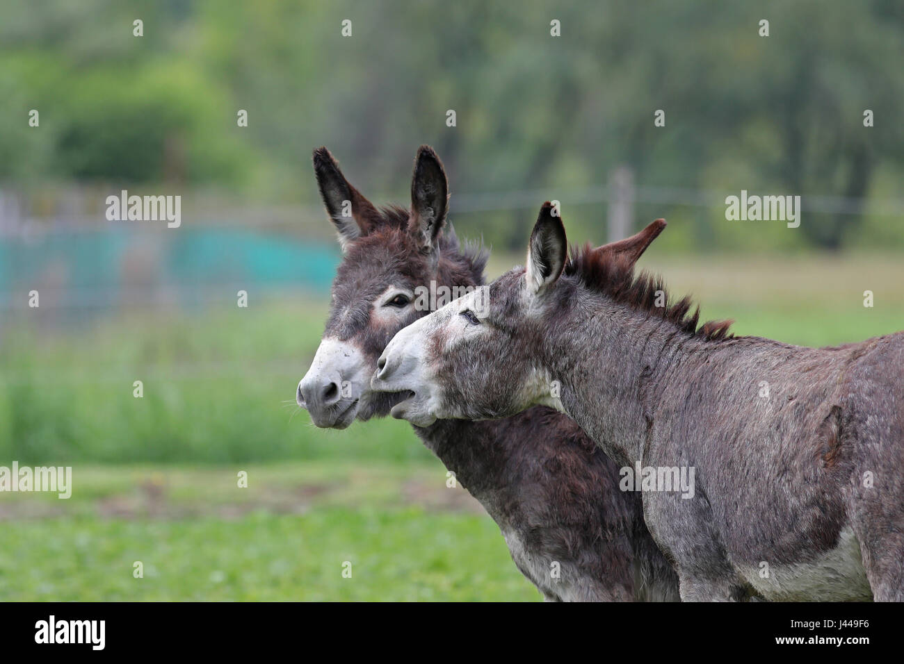 Donkeys in green field, one seeming to kiss the other's cheek Stock ...